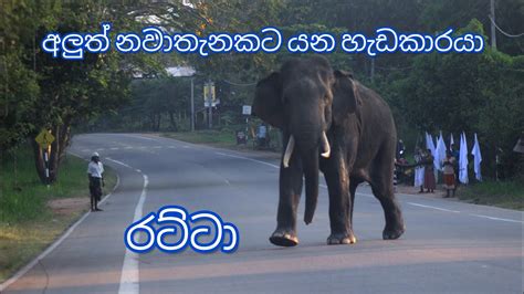 රට්ට කලාවැවේ හැඩකාරයා Youtube