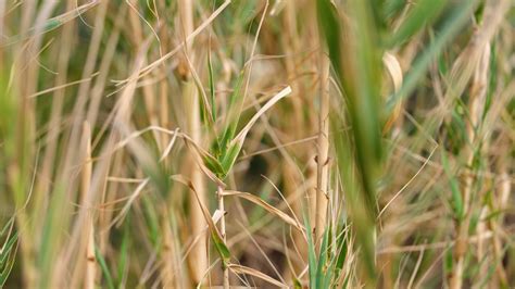 Grass Wind Videos Download 6 784 Free 4k And Hd Stock Footage Clips Pixabay