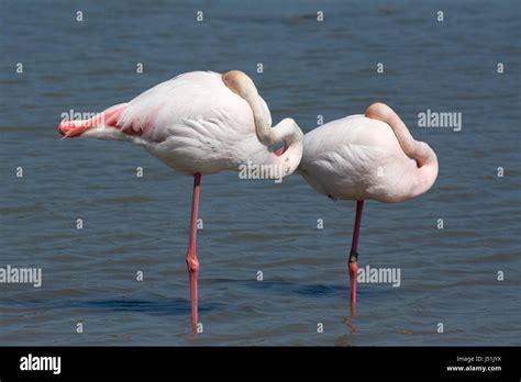 Two Sleeping Greater Flamingos With Their Necks Folded Over Their