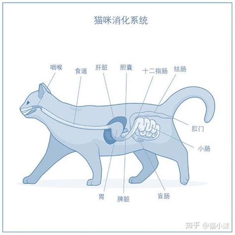 犬猫中的胆汁酸 知乎