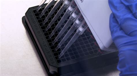 Video Preparation Of Sirna Mixture For Mitochondrial Dna Synthesis