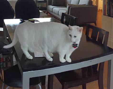 Polymelia Wonderful Now Ill Have Nightmares For Weeks Album On Imgur