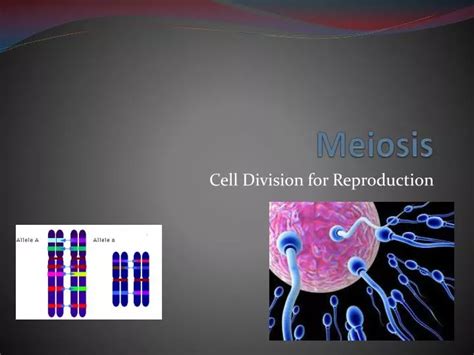 Ppt Meiosis Powerpoint Presentation Free Download Id