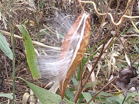 ガガイモの実から綿毛がでています 野の花とともに気ままな生活