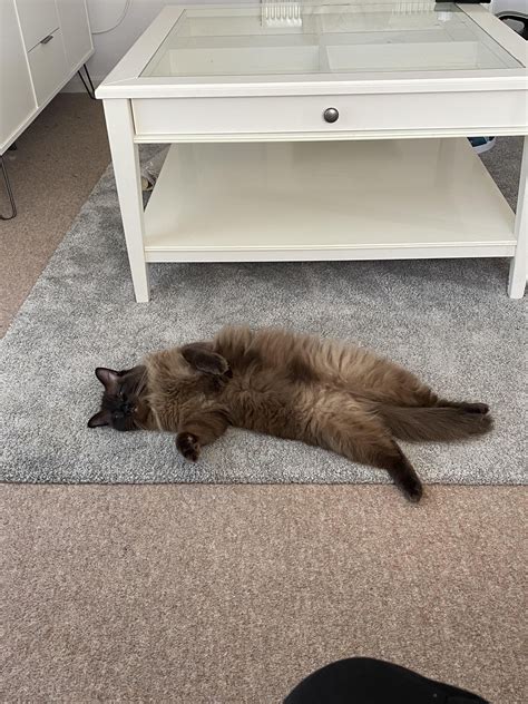 Lazy Bones Rragdolls Lazy Bones Rragdolls