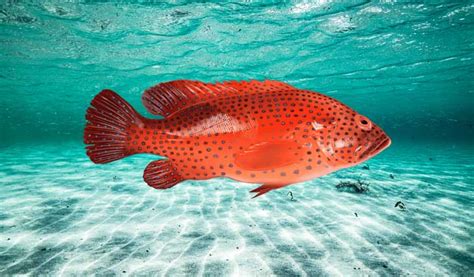 Red Sea Spotted Grouper