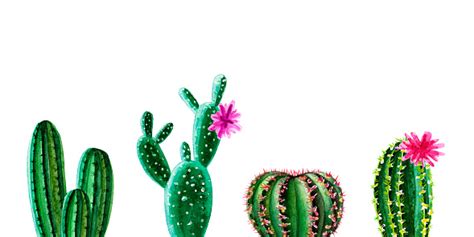 핑크 꽃과 이국적인 녹색 선인장 트로픽 선인장 수채화 손으로 그린 식물 그림입니다 클립 아트 디자인 스티커 엽서 초대장 표지 인쇄 포스터 패턴 장식 랩 직물 편지지 꽃