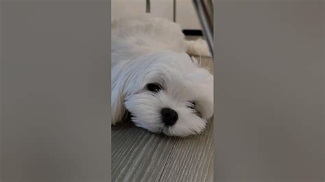 빨래 개는 주인이 지킴이😍😂 Youtube