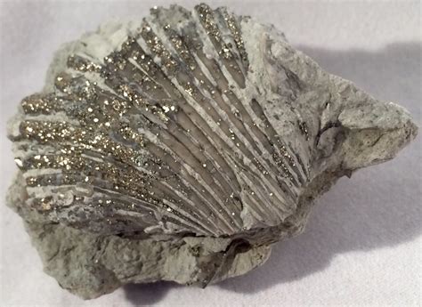 Pyritized Fossil Shell On Original Matrix
