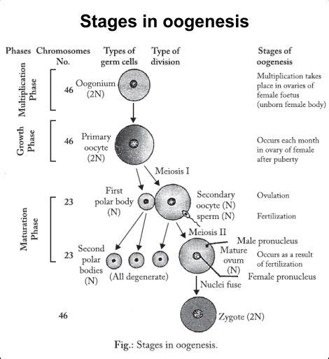 Stages In Oogenesis Learn Biology Biology Lessons Biology Worksheet