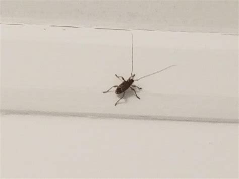 Whos This Lad Or Lass R Whatsthisbug