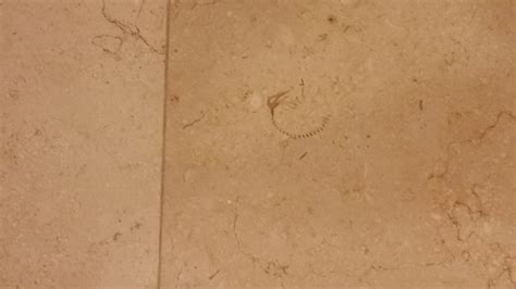 A Tile In My Bathroom Has An Imprint Fossil Of Some Type Of Reptile R