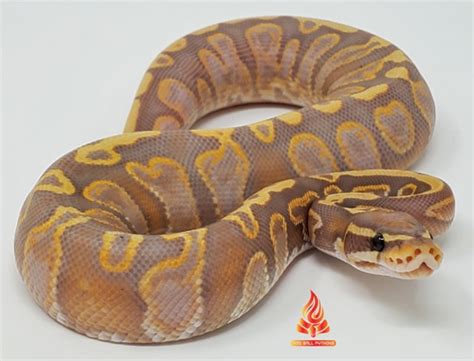 Coral Glow Ghi Prob Yb Het Pied Ball Python By Fire Ball Pythons