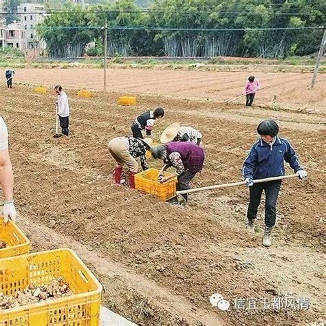 一年之计在于春信宜这个村抢抓农时种姜 生姜 种植 村民