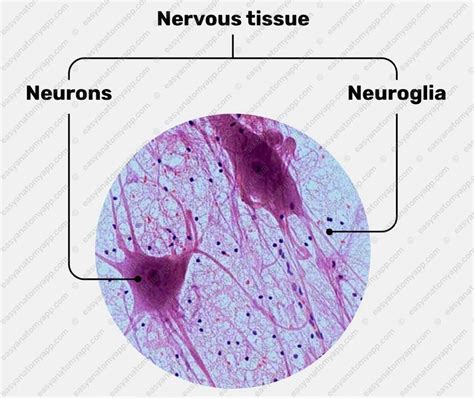 Neuroglia Structure And Function Easy Anatomy 3d