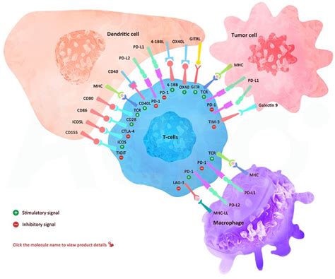Immune Checkpoint Proteins Acrobiosystems Immunity Protein T Cell