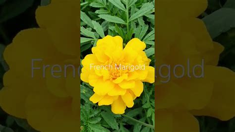 프렌치메리골드 꽃말은 반드시 오고야 말 행복 아프리칸메리골드와 꽃말질투 가련한 사랑이 달라요20230712 24~30° 습도 69 Youtube