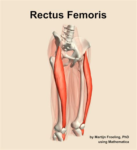 Rectus Femoris Anatomy Rectus Femoris Photos Stock Photos