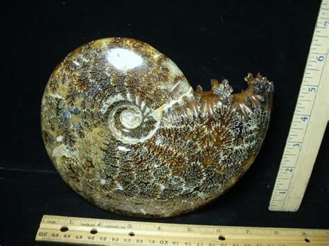 Ammonite With Suture Patterns 022024p The Stones And Bones Collection