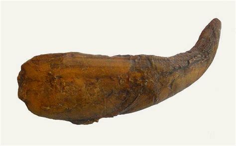 Paleoexhibit Jawless Armored Fish From The Ordovician The Arandaspids