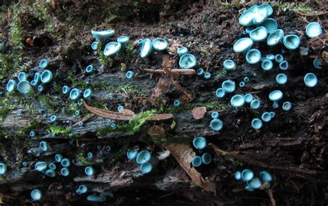Blue Stain Fungus In Nature