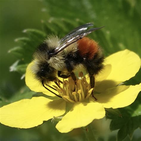 Black Tailed Bumble Bee Native Here Nursery