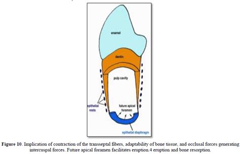 Journal Of Oral Health And Dentistry Research