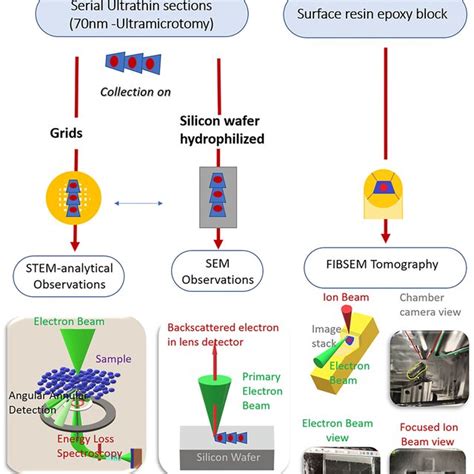 Methodology Workflow Of Electron Microscopy Em Combined Approaches Download Scientific Methodology Workflow Of Electron Microscopy Em Combined Approaches Download Scientific