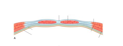 Gross Ii Exam Iii Fig A Organization Of Rectus Sheath Transverse Section Through The