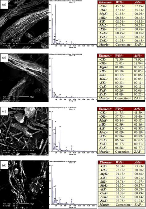 Scanning Electron Micrographs And Energy Spectrum Analysis Of The Download Scientific Diagram