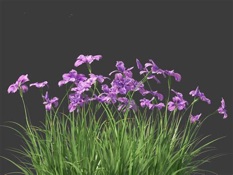 Iris Ensata Japanese Water Iris 3d Model By 3dgardenplants