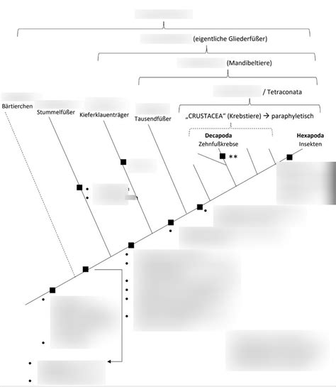 System Der Arthropoda Diagram Quizlet