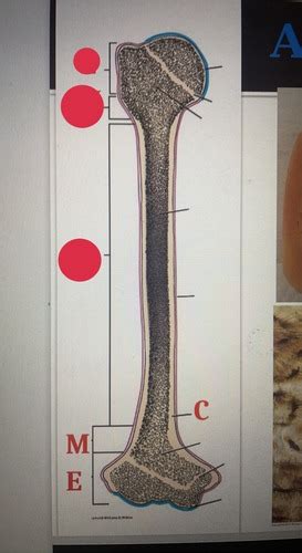 Bone Lab Flashcards Quizlet