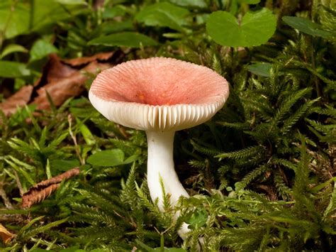 Mushrooms Nutrition Facts And Health Benefits Hb Times