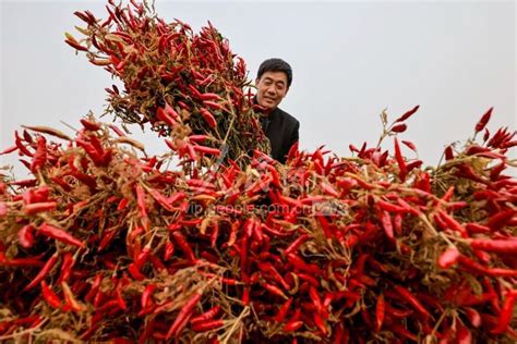 河北唐山：订单辣椒采摘忙 人民图片网