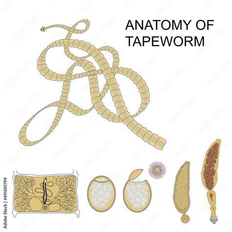 Structure Of Tapeworm Illustration On Isolated Background Stock Illustration Adobe Stock