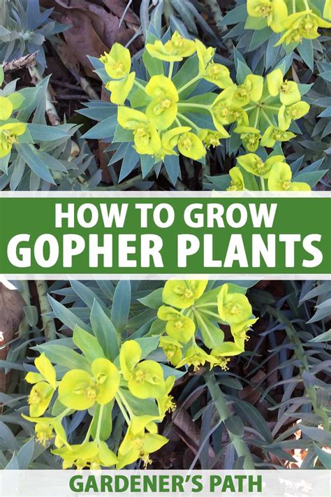 Gopher Deterrent Plants