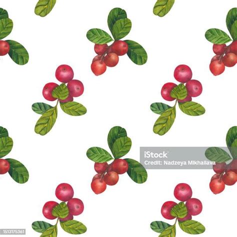 Cowberry 레드 베리 Vaccinium Vitisidaea Lingonberry 마운틴 크랜베리와 완벽한 패턴 수채화 손으로 그린 그림 그림은 흰색 배경에 분리되어