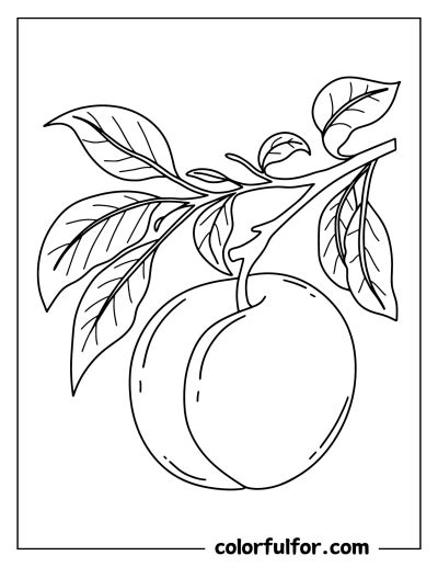13 Printable Peach Coloring Pages Free Pdf Colorfulfor