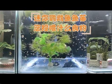 迷你鹦鹉鱼鱼苗多大开始投喂喂什么食物 YouTube