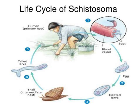 The Life Cycle Of Schistosoma With Diagram