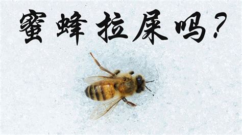 蜜蜂大冬天上哪儿拉屎蜜蜂的屎能做药吗 YouTube