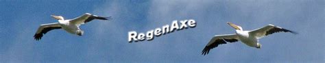 Headers Regenaxe