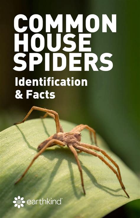 Identifying Common House Spiders Facts Tips Identifying Common House Spiders Facts Tips