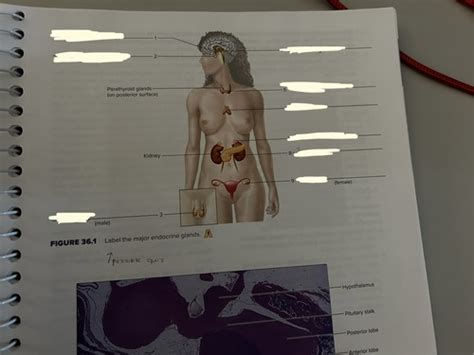 A P Quiz Flashcards Quizlet