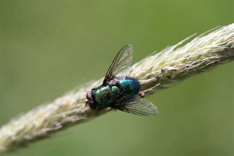 파리 곤충 잔디 Pixabay의 무료 사진