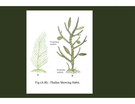 Algae 02 Plant Kingdom Pdf