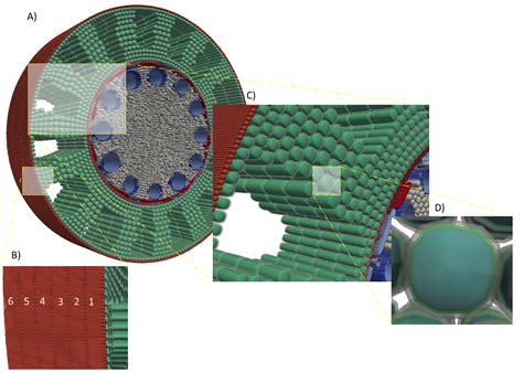 Rootslice Functional Structural Modeling Of Root Anatomy — Research