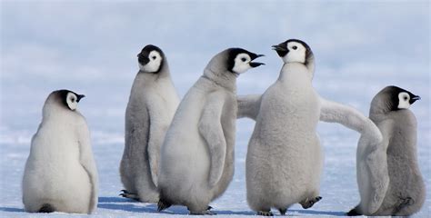 Penguin HD Wallpics Net Wallpapers Photos Pictures Backgrounds