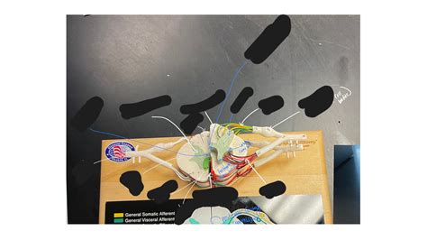 Nervous System Practical 4 Diagram Quizlet